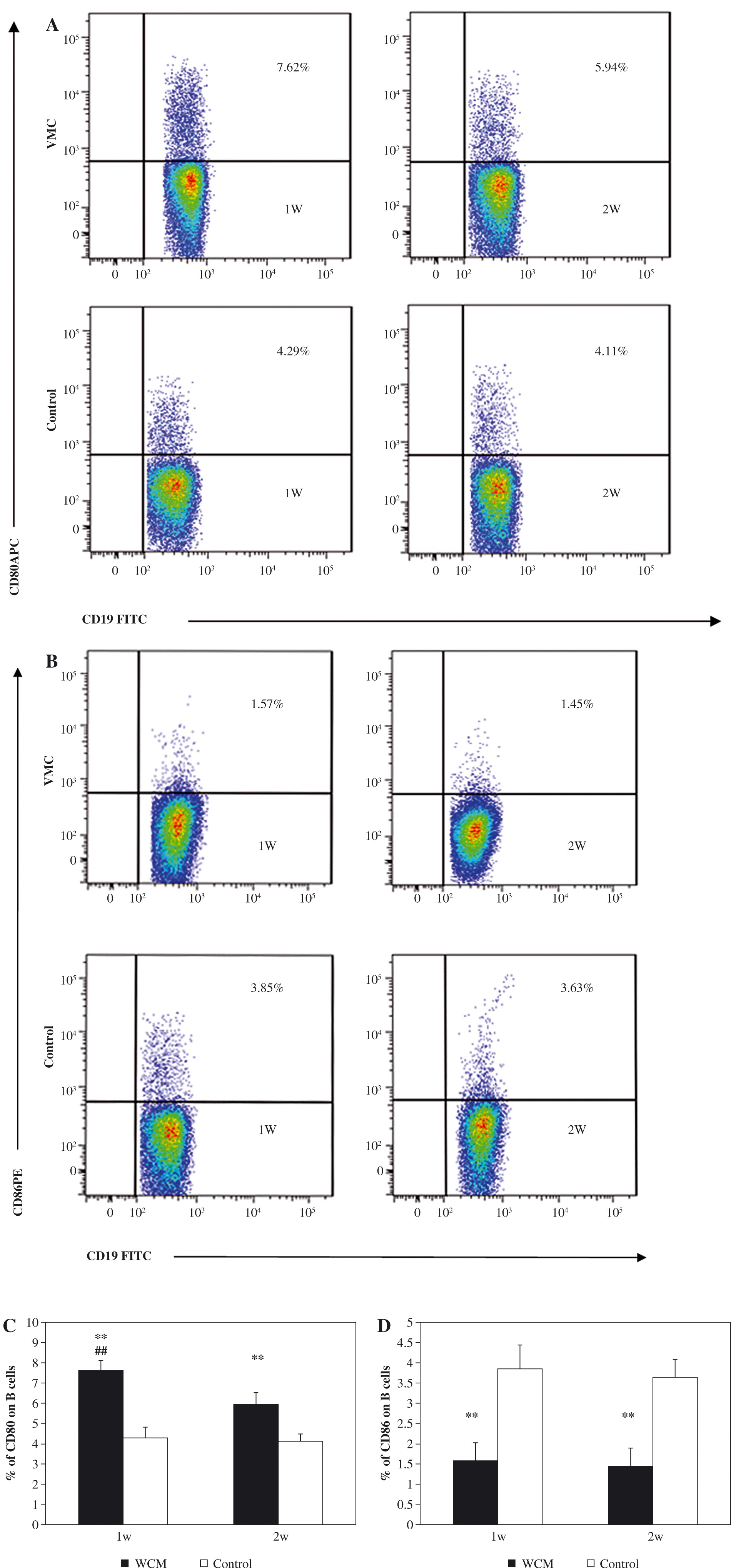 Expression of CD80 and CD86 on B cells during coxsackievirus B3-induced ...