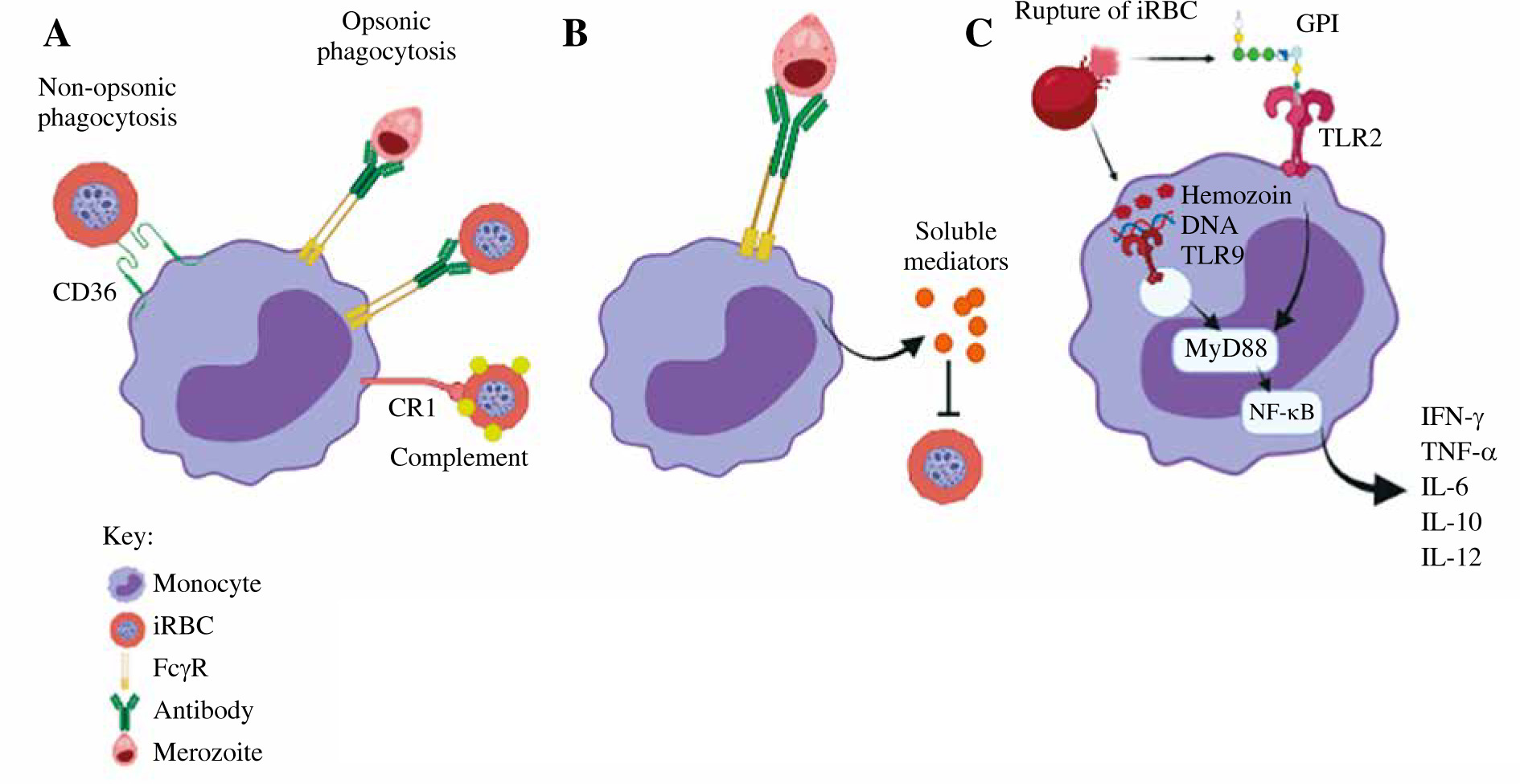 The role of monocytes in malaria infection
