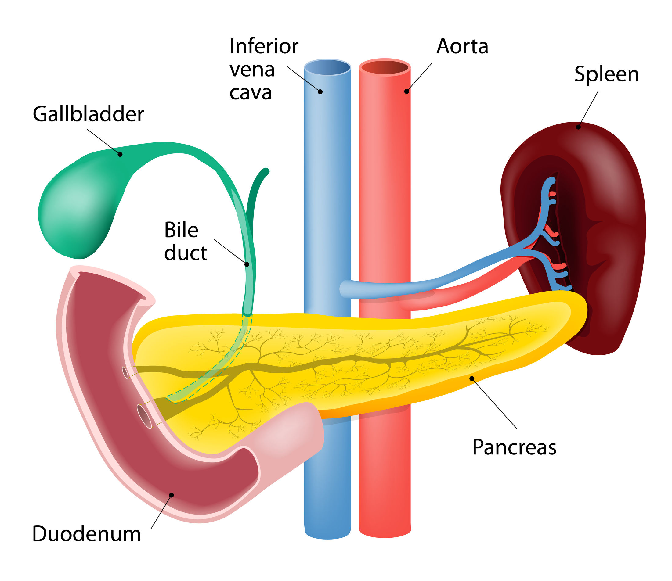 Endoskopowa klasyfikacja morfologii brodawki Vatera - Gastroenterologia ...